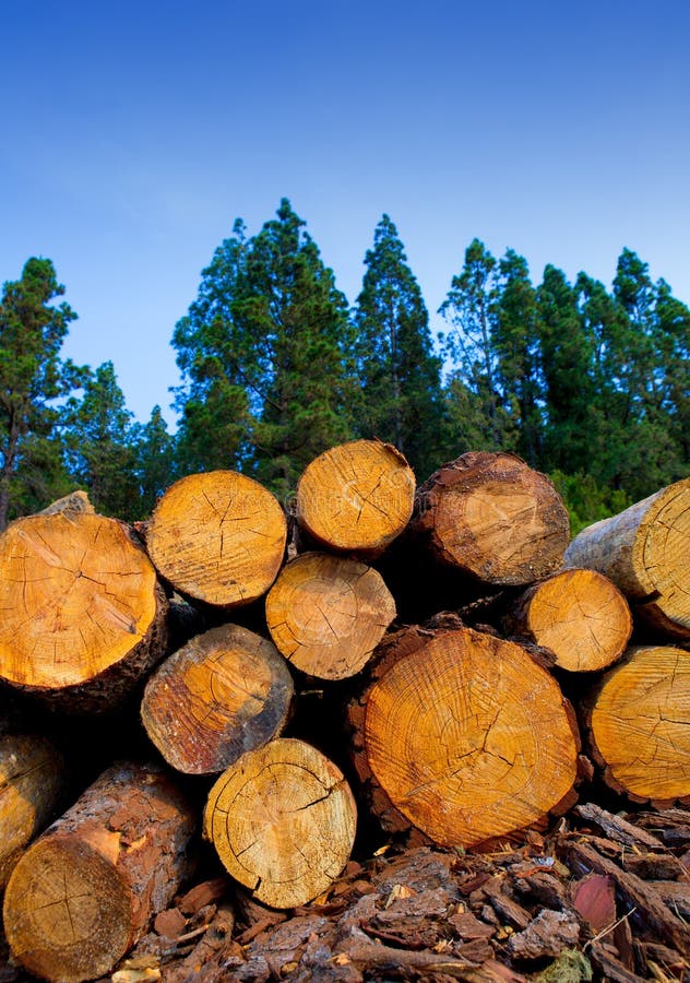 Pine Tree Felled for Timber Industry in Tenerife Stock Photo - Image of ...