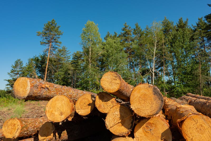 Pine Tree Felling in the Forest, Stacked Trunks of Cut Trees ...