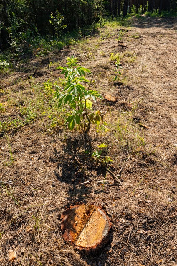 Pine Tree Felling in the Forest, Stacked Trunks of Cut Trees ...