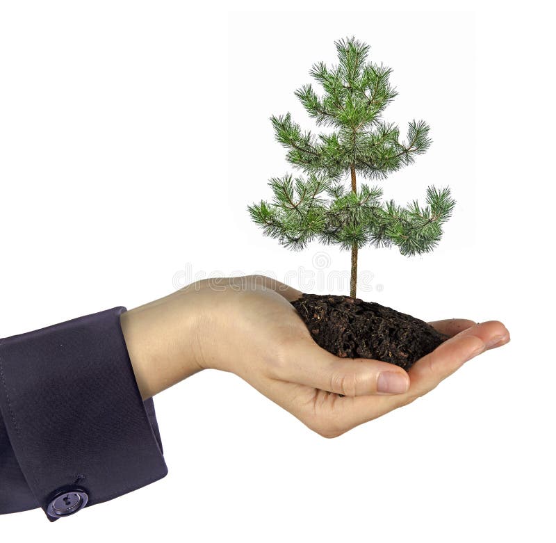 Pine tree in female hand stock photo. Image of field - 237567568