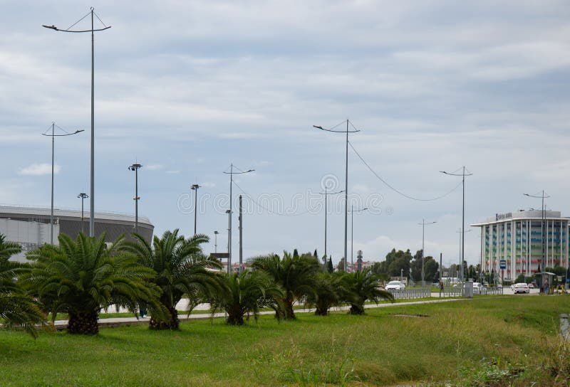 Pine Tree and Ferris Wheel on the Background of the Park in Sochi Park ...