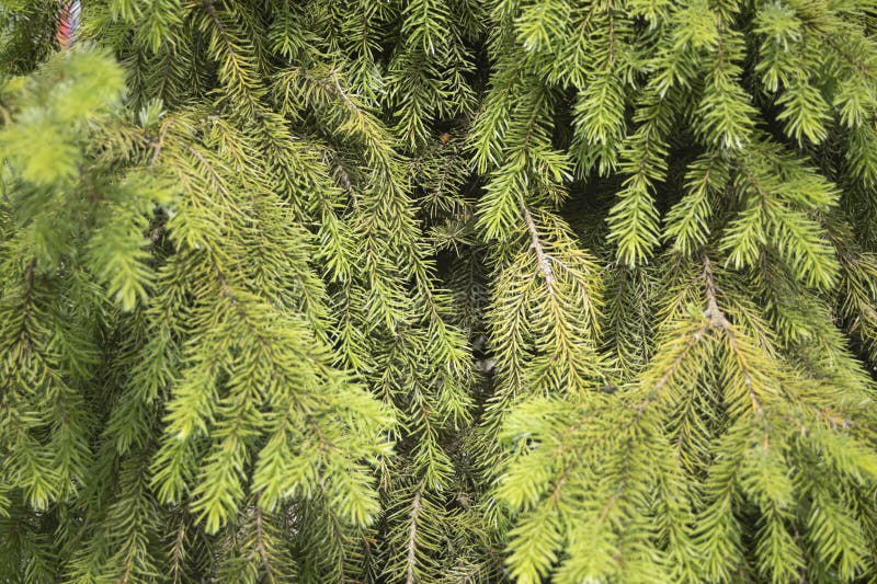A Pine Tree in a Field. Spruce Branches Stock Photo - Image of growth ...