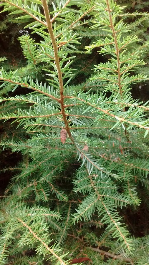 Wispy Pine stock photo. Image of needles, pine, cones - 102771362