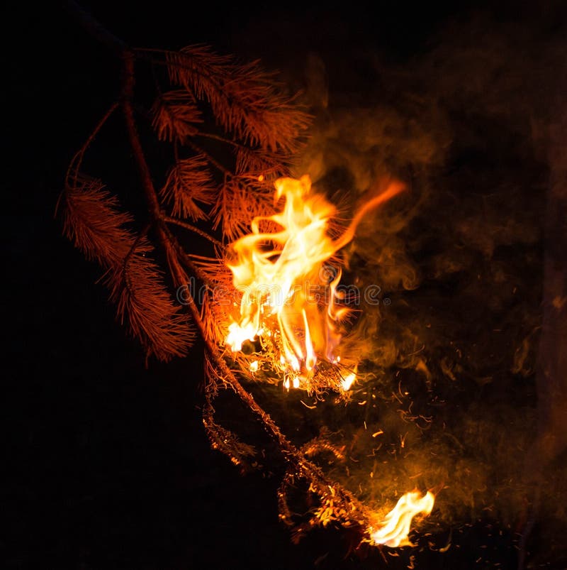 Pine tree fire stock photo. Image of background, coniferous - 169062336