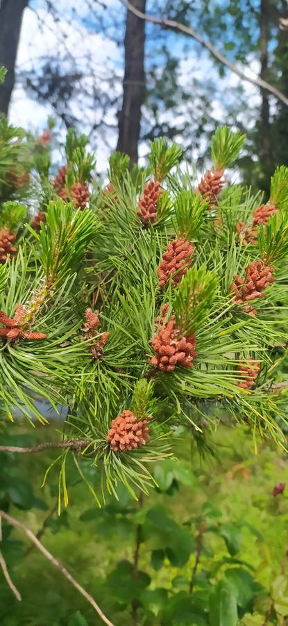 Flora Green Land Jungle Beautiful Stock Photo - Image of flora, green ...