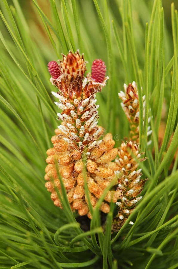 Pine tree flower in bloom stock photo. Image of focus - 119041840