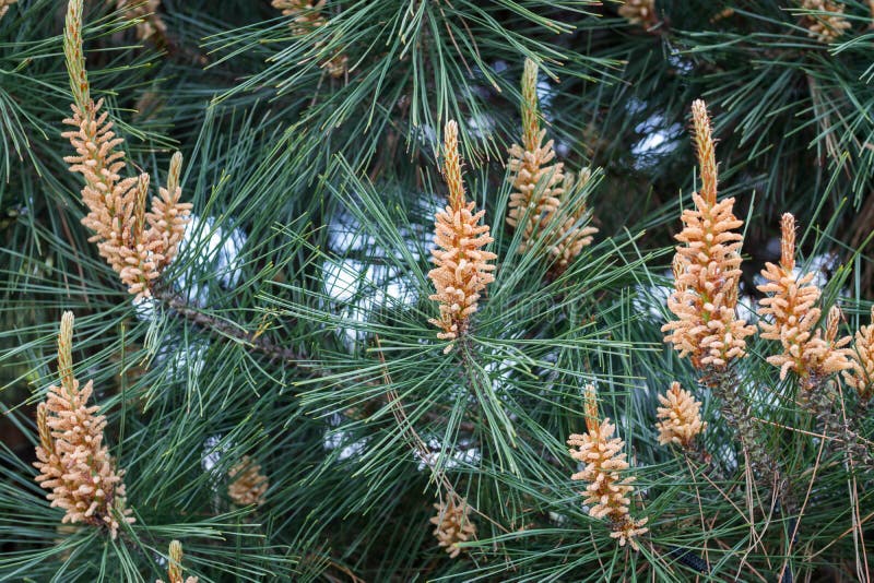 Pine Tree Flower during Spring. Close Up Selective Focus Stock Image ...