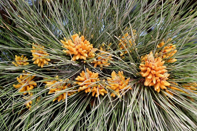 Pine tree flowers editorial image. Image of background - 138637980