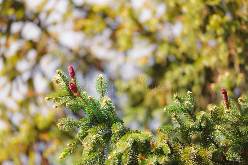Pine Tree Flowers Blooming in the Spring Stock Image - Image of nature ...