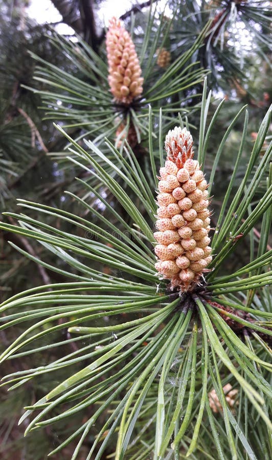 Pine tree flowers stock image. Image of breeder, botanic - 72012725