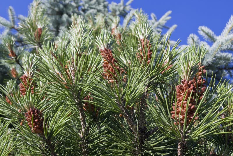 Pine tree flowers stock photo. Image of bright, flora - 35224796