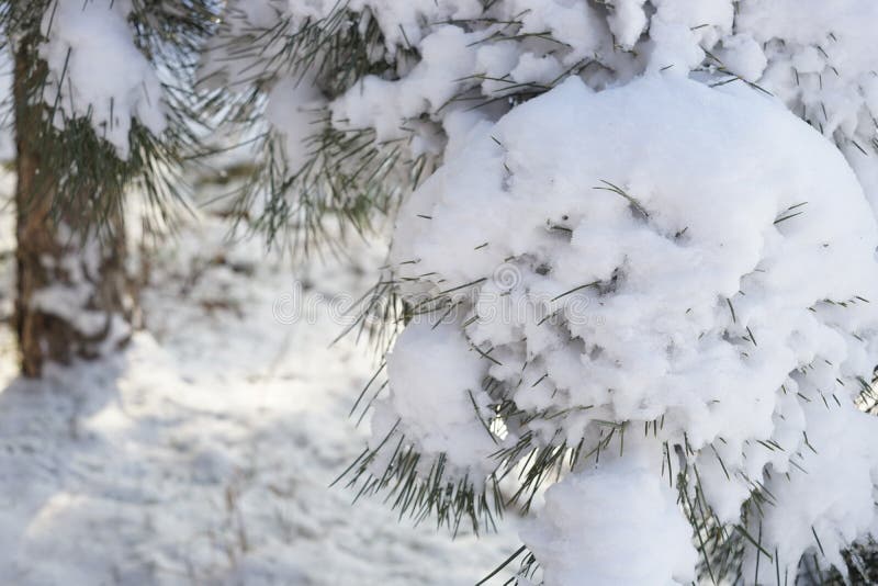 Pine Tree in Fluffy Snow Closeup. Winter Garden Stock Image - Image of ...