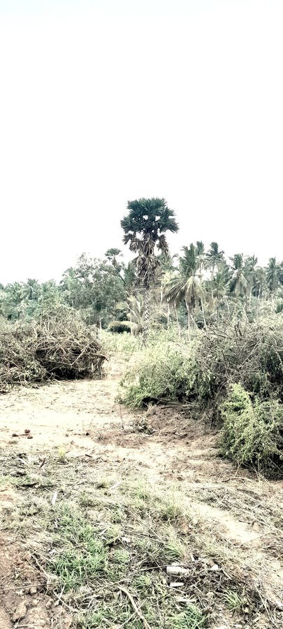Pine Tree Focused from Long Distance Stock Image - Image of distan ...