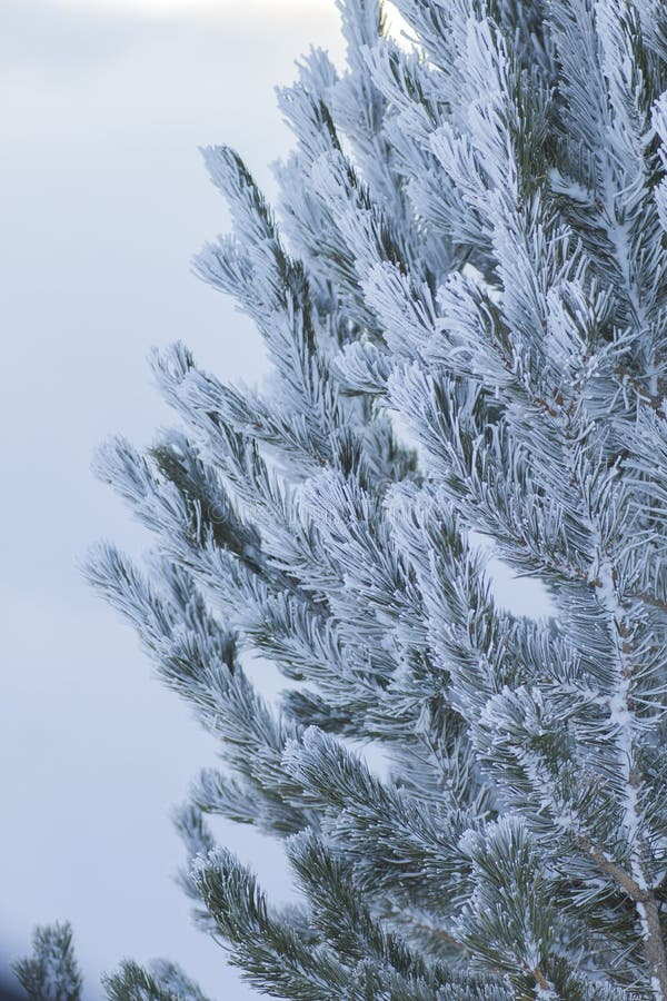 Pine tree foliage frosted stock photo. Image of cool - 140685726