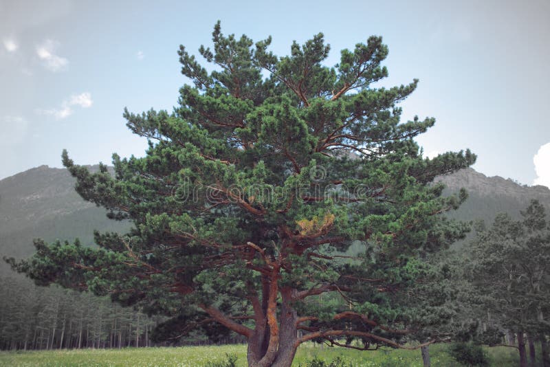 Pine Tree at the Foot of Mountains Stock Image - Image of green ...
