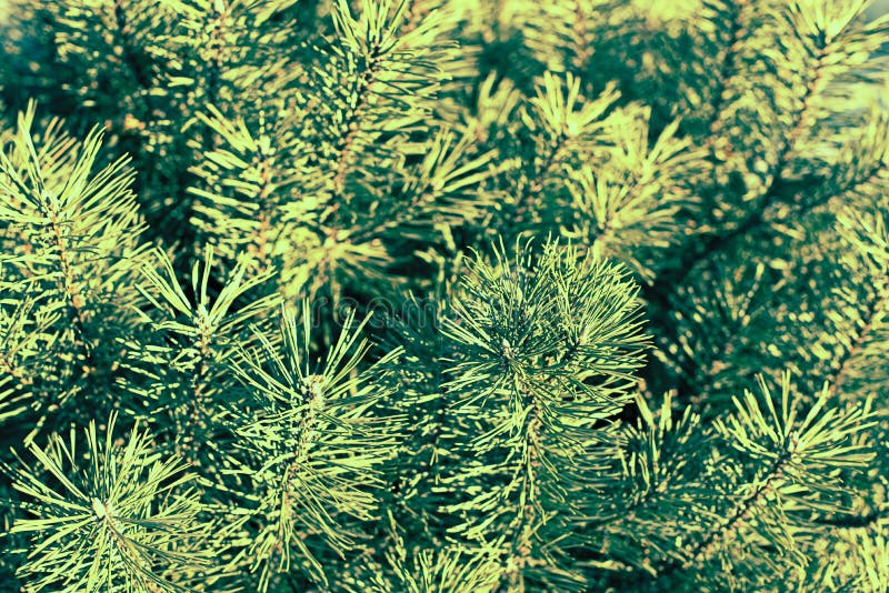 Pine Tree in the Foreground. Stock Image - Image of needles, blurred ...