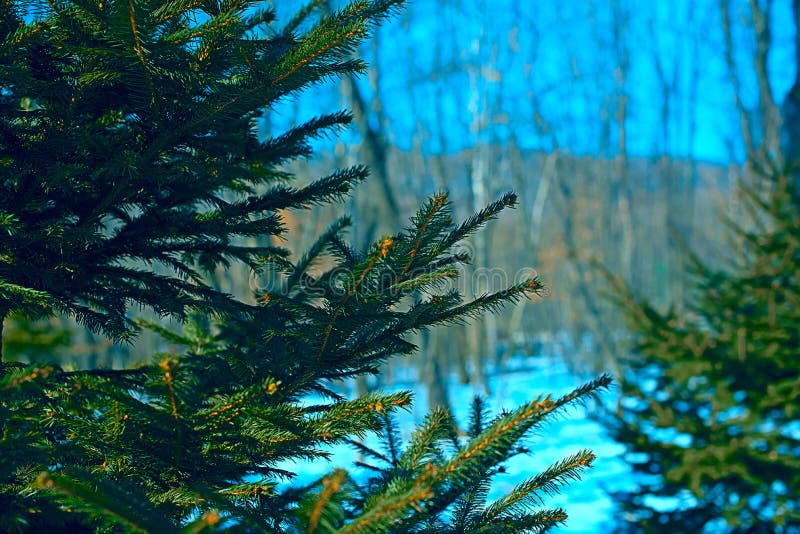 Pine Tree in the Foreground. Stock Image - Image of coniferous, nursery ...