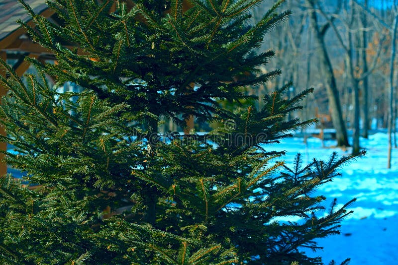 Pine Tree in the Foreground. Stock Photo - Image of land, landscape ...