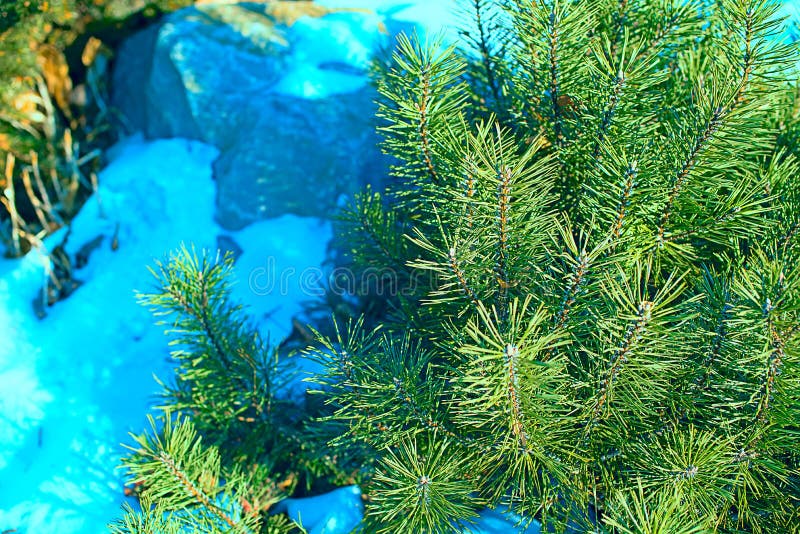 Pine Tree in the Foreground. Stock Image - Image of effect, park: 109740169