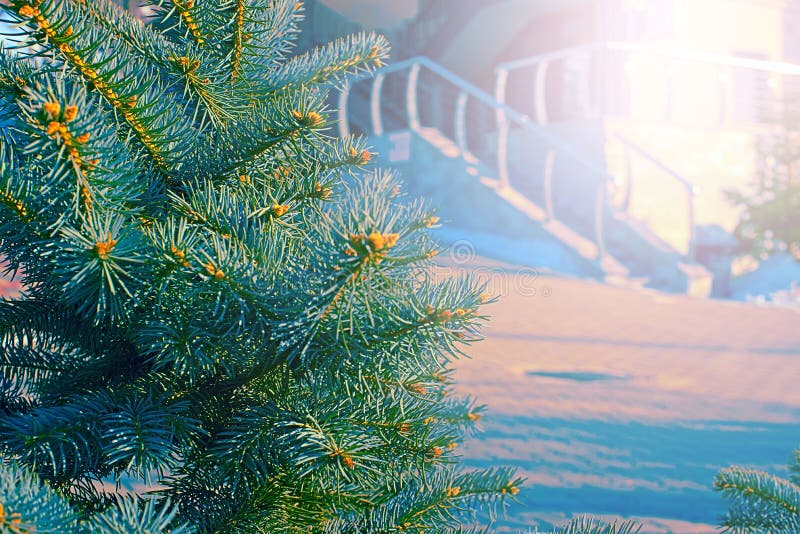 Pine Tree in the Foreground. Stock Photo - Image of natural, larch ...