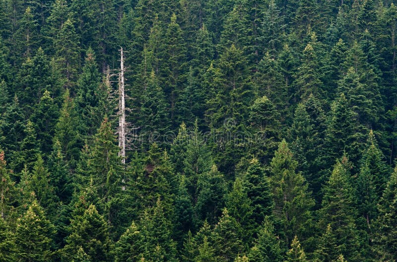 Pine tree forest stock image. Image of countryside, oxygen - 15511095