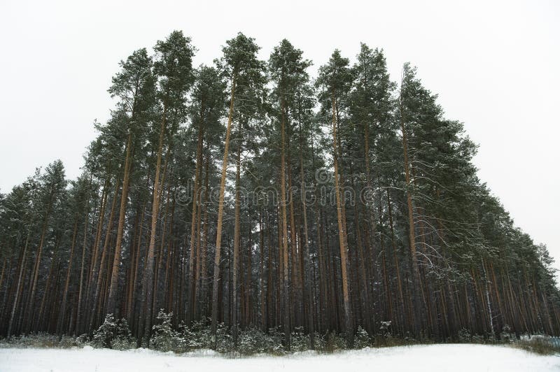 Pine tree forest stock image. Image of forest, grandeur - 7207807
