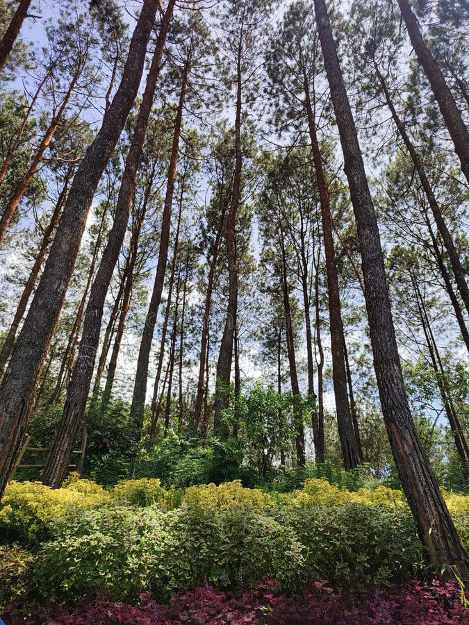 Pine tree forest stock image. Image of cafe, pine, forest - 263062873