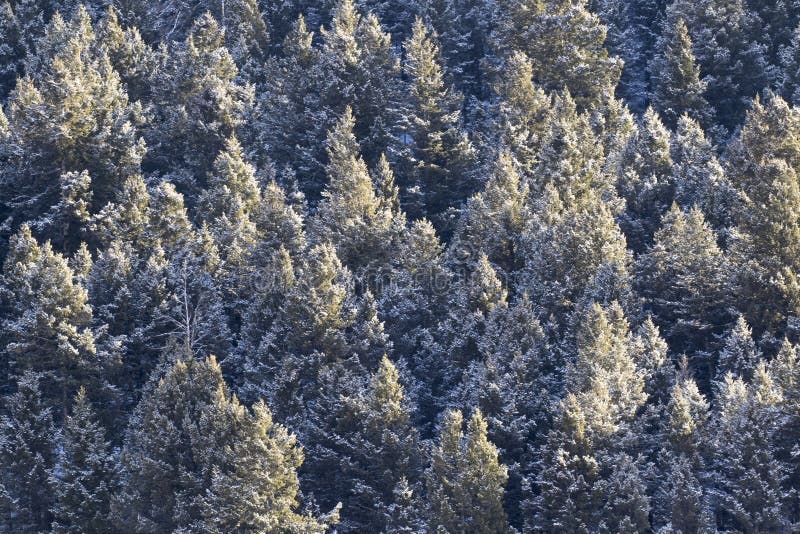 Pine Tree Forest Canopies Covered in Snow Stock Image - Image of canopy ...