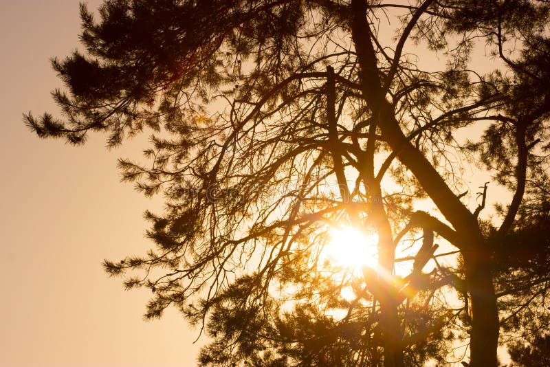 Pine tree close up stock image. Image of woods, macro - 121257217