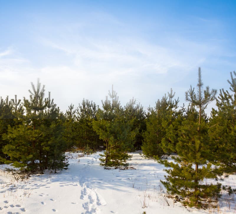 Forest Covered by a Snow Under a Sparkle Sun Stock Image - Image of ...