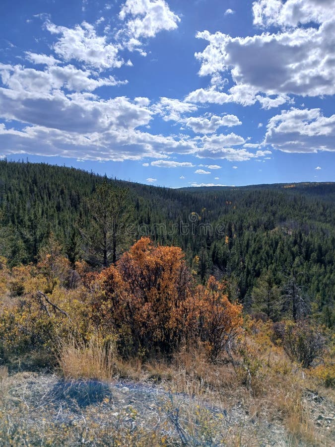 Scenic Landscape on a Drive through Medicine Bow National Forest in ...