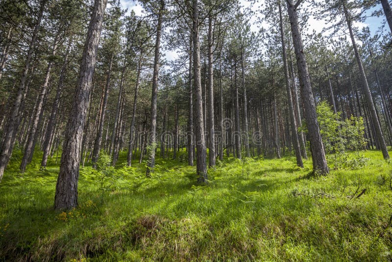 Pine tree forest stock photo. Image of trees, forest - 118069108