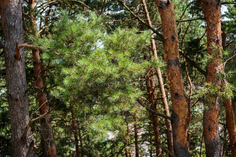 Pine Tree Forest Easy Lighten Stock Photo - Image of wood, outdoor ...