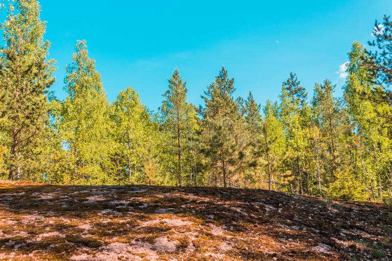 Pine Tree Forest on the Edge of the Hill and Blue Sky. Stock Image ...