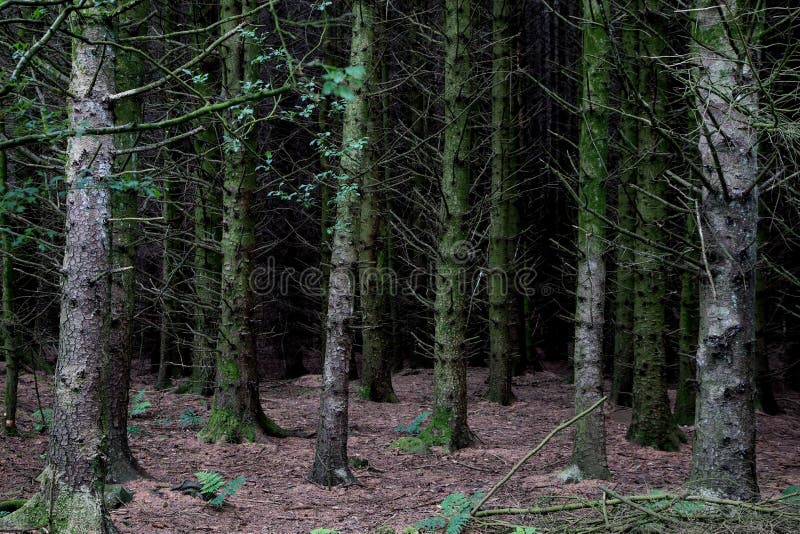 Pine Tree Forest Floor and Tree Trunks Stock Image - Image of landscape ...