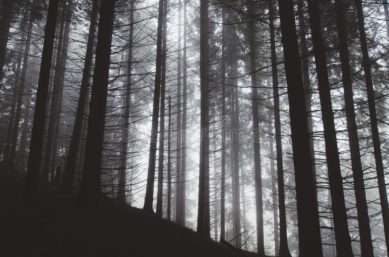 Pine tree forest with fog stock image. Image of dark - 55249731