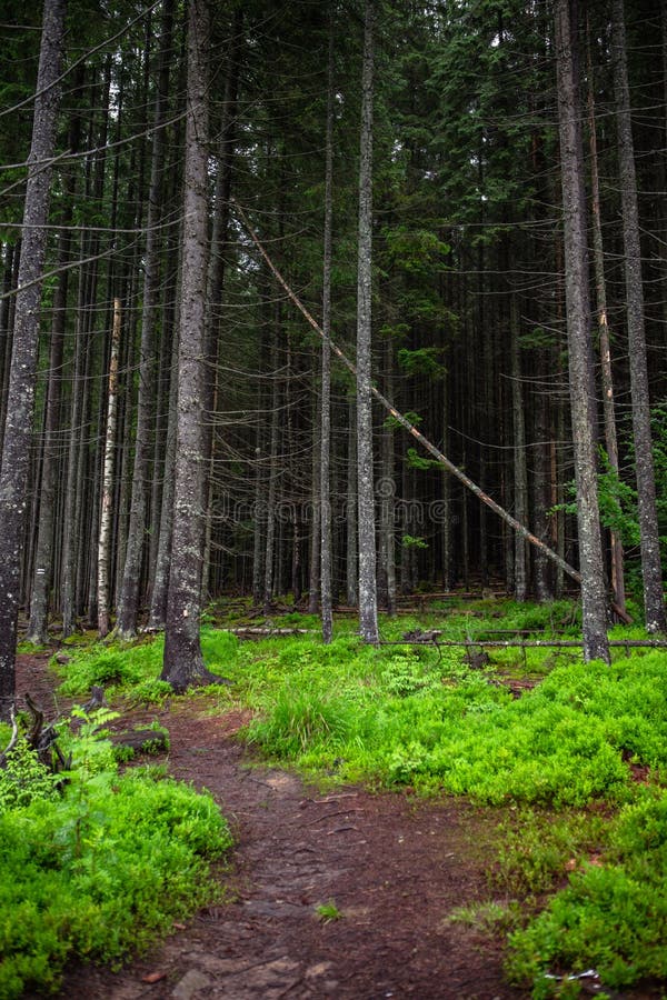 Pine Tree Forest Footpath Trail Stock Photo - Image of leaves, footpath ...