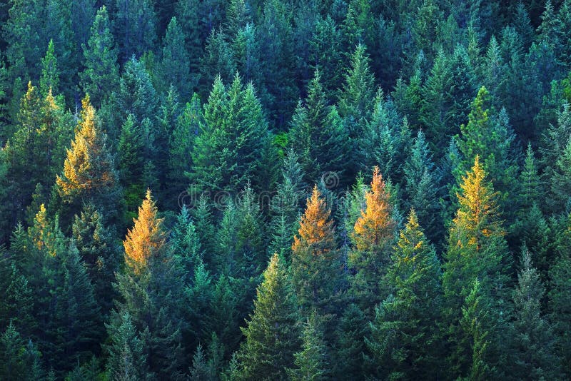 Pine Tree Forest Golden Evening Light Stock Photo - Image of mountains ...