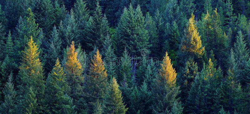 Pine Tree Forest Golden Evening Light Stock Image - Image of orange ...