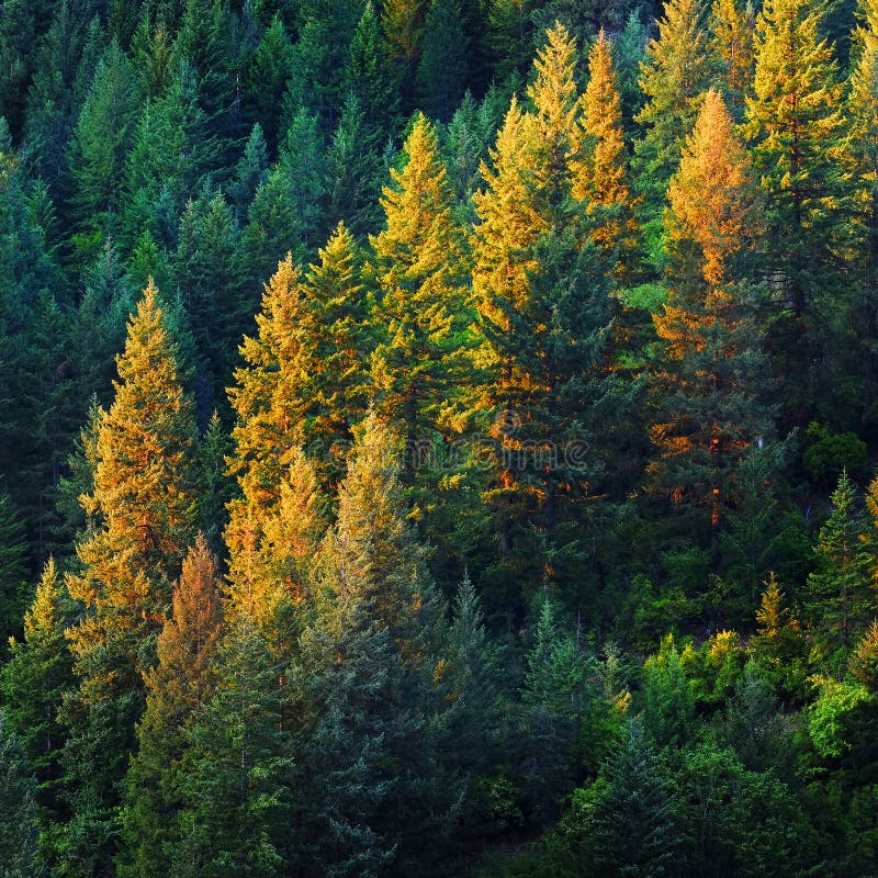 Pine Tree Forest Golden Evening Light Stock Image - Image of forest ...