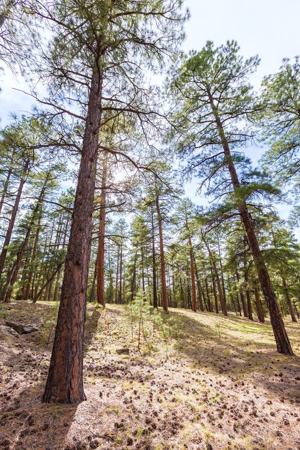 Pine Tree Forest In Grand Canyon Arizona Stock Photo - Image of summer ...