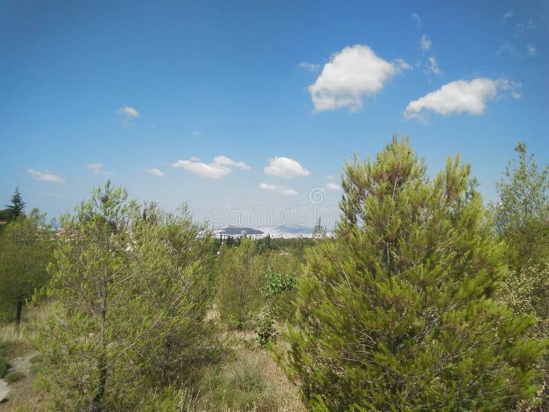 Pine tree forest in Greece stock photo. Image of tree - 150557628