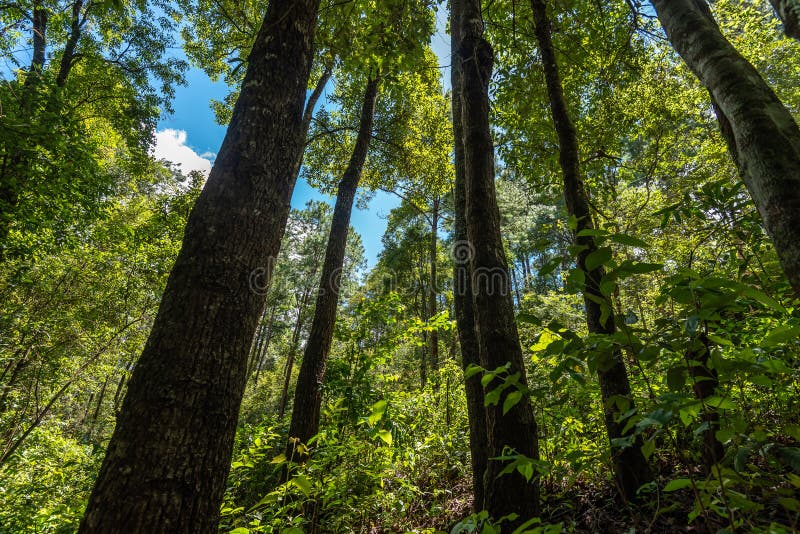 Pine Tree Forest with Green Forest and Straight Tree Trunks in Thailand ...