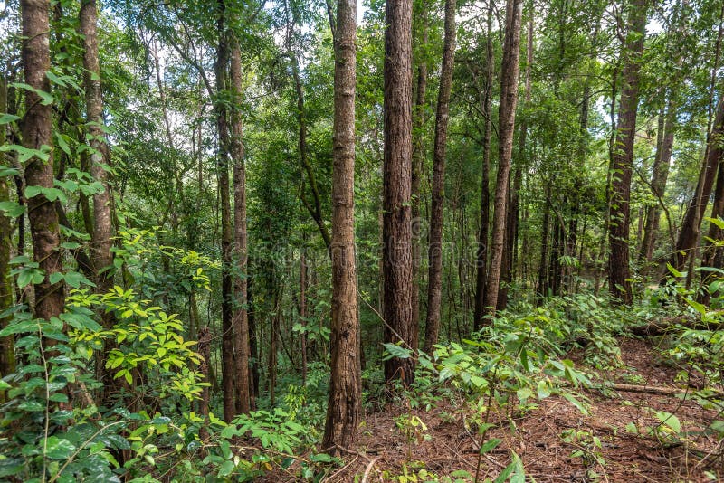Pine Tree Forest with Green Forest and Straight Tree Trunks in Thailand ...