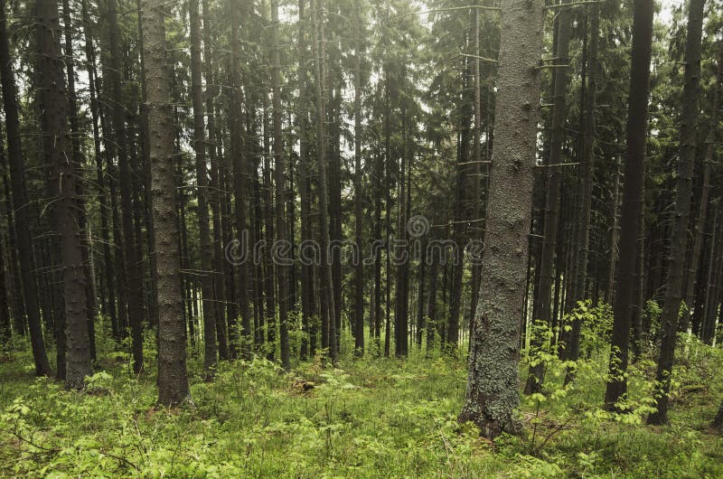 Pine Tree Forest with Green Vegetation Stock Photo - Image of foliage ...