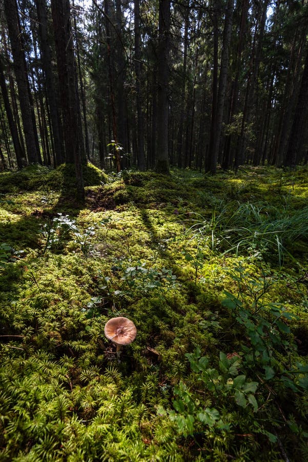Pine Tree Forest Ground Covered in Moss Stock Photo - Image of growth ...