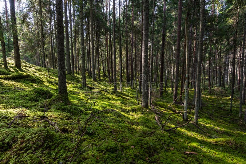 Pine Tree Forest Ground Covered in Moss Stock Photo - Image of pine ...