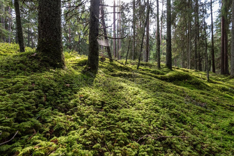 Pine Tree Forest Ground Covered in Moss Stock Image - Image of tree ...