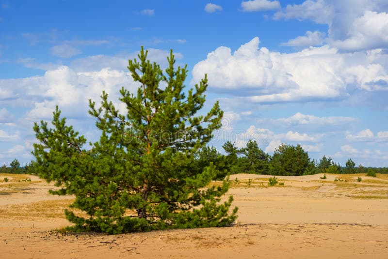 Pine Tree Forest Growth on Sand Under Cloudy Sky Stock Image - Image of ...