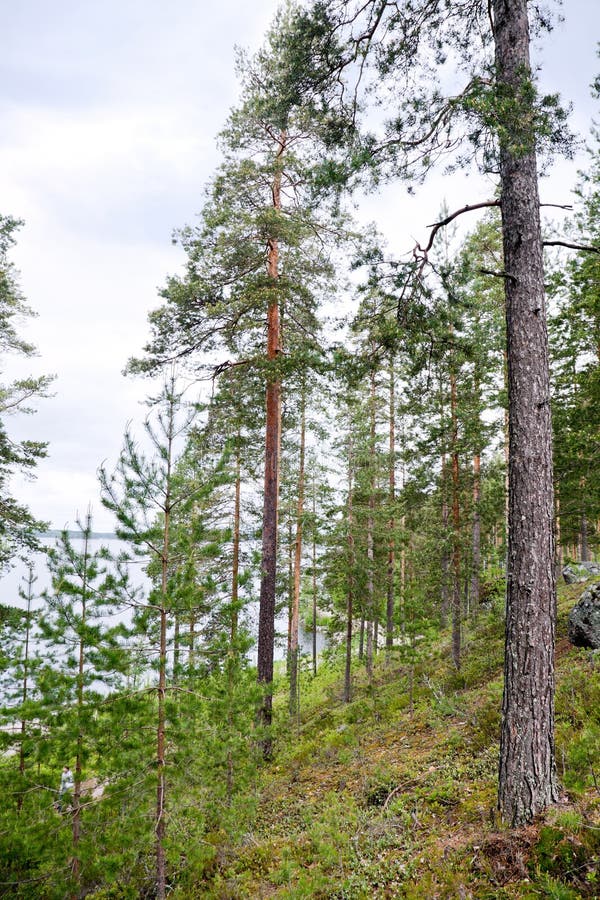 Pine Tree Forest in Karelia, Finland Stock Image - Image of ecological ...